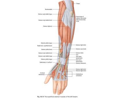 Extensor Compartment Of Forearm 1 Ppt