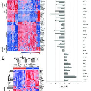 Quantitative RT PCR Validation Of Selected Genes A Hierarchical Download Scientific Diagram
