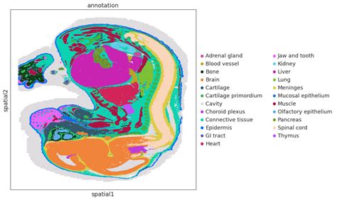 Stereo Seq Pysodb Documentation