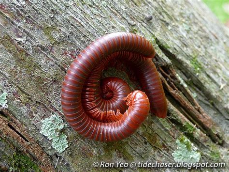 Millipedes Phylum Arthropoda Are Easily Recognised By Their Long