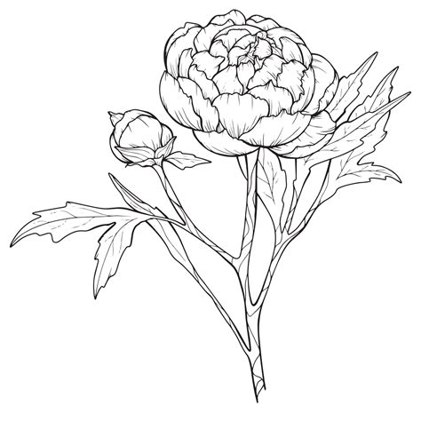 Peony Flower Drawing