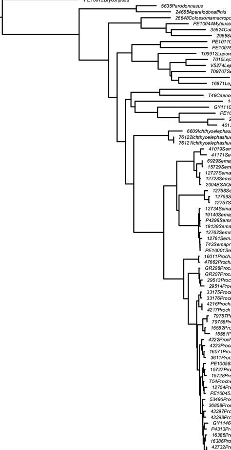 maximum likelihood topology with semaprochilodus taeniurus constrained