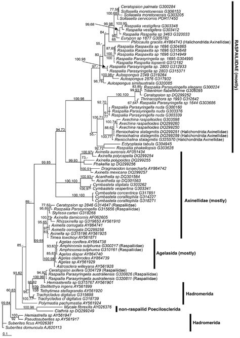 Bayesian Inference Tree Of The 28s Rdna Data Set The Maximum Download Scientific Diagram