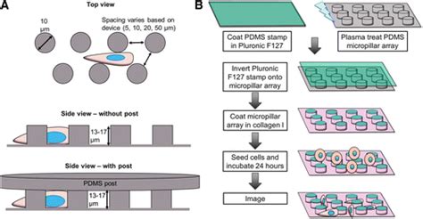 Integration Of Mesenchymal Stem Cells Into A Novel Micropillar Confinement Assay Tissue