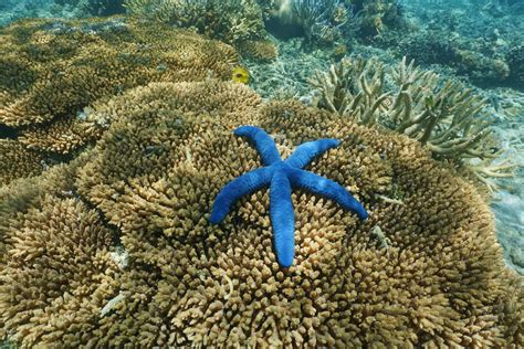 Starfish Symbolism Spirit Animal Totems