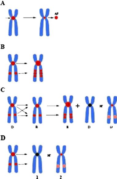 Schematic Representation Of Chromosomal Aberrations Directly Involving Download Scientific