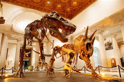 History Museum Dinosaur At Dora Villalobos Blog