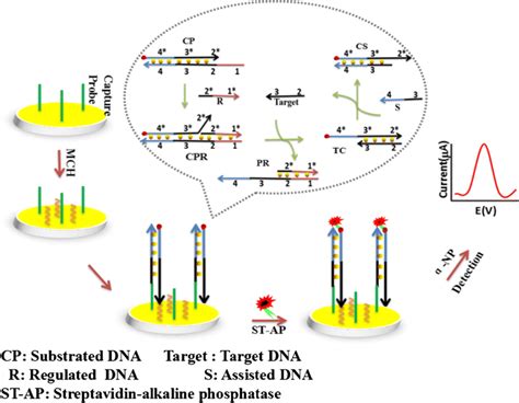 Schematic Representation Of DNA Detection Based On Regulation Of DNA Download Scientific