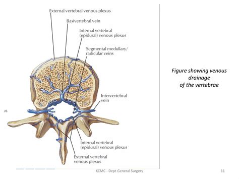 Vertebral Column Spinal Cord Pdf