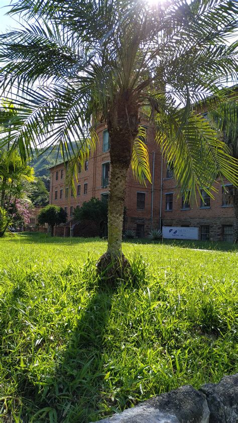 Factory Palm Tree By Thidril On Deviantart