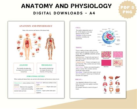 Anatomy And Physiology Notes Anatomy Study Guide Nursing Students