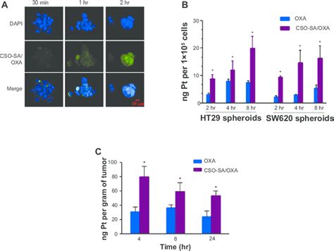 Oxa Loaded Cso Sa Micelles Show Excellent Internalization Ability And