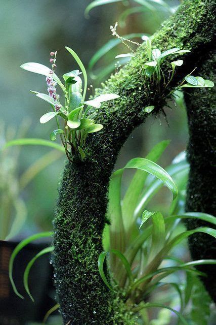 Enchanting Moss Garden On A Tree Branch