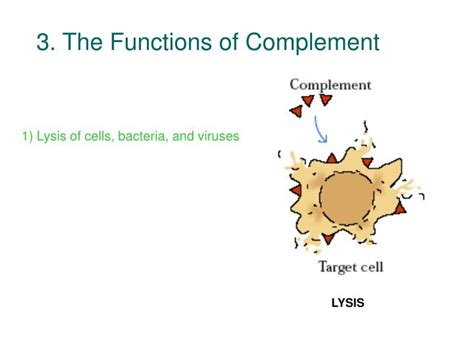 PPT The Complement System PowerPoint Presentation ID