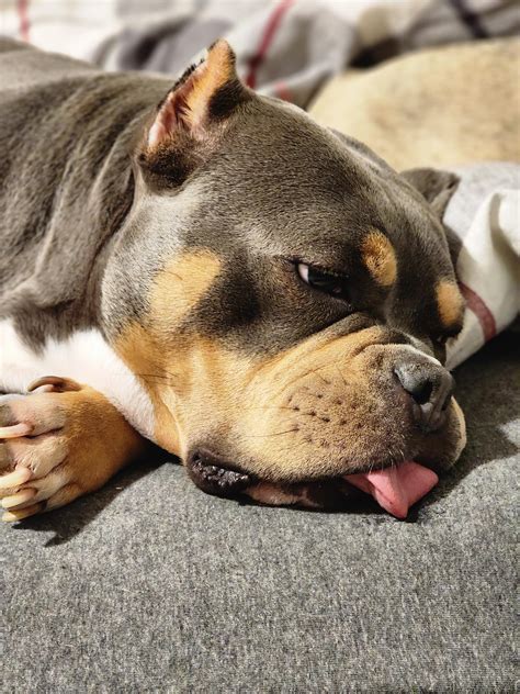 Lazy Sunday For Mochi R Velvethippos Lazy Sunday For Mochi R Velvethippos