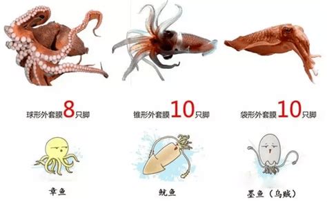 海洋科普（1522） 章鱼的繁殖方式 巢穴