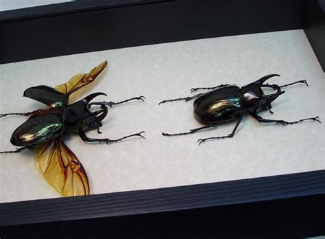 Chalcosoma Caucasus Set Rhino Beetle Collection
