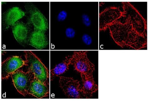 Gephyrin Antibody 720218
