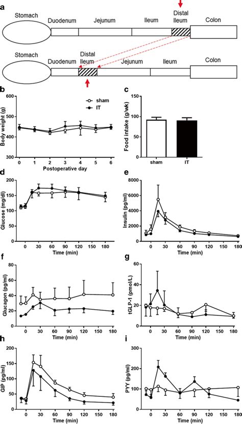 Metabolic Phenotypes Of The Postoperative 1 Week Model A Schematic Download Scientific Diagram