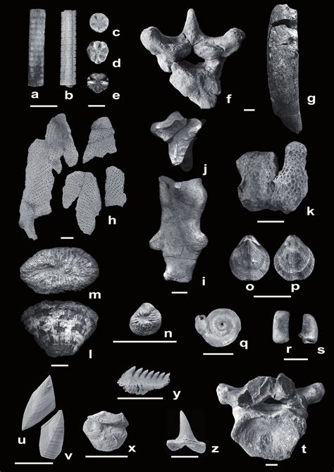 Body Fossils From The Middle Eocene Bartonian Of The Pamplona Marl Download Scientific