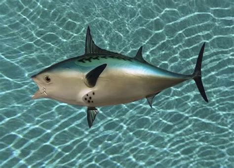 Spongebob Fish Intro