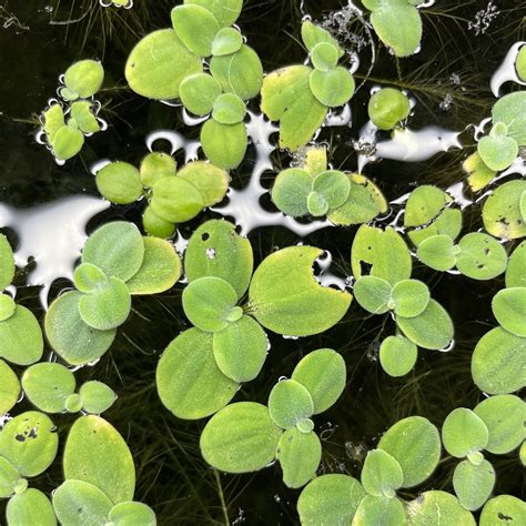 Water Lettuce Pistia Stratiotes Mississauga Aquarium