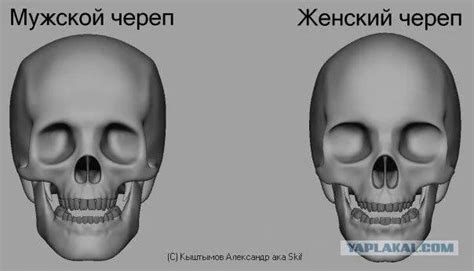 женский череп 21 тыс изображений найдено в Яндекс Картинках