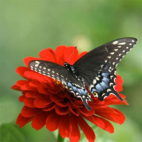 صور فراشة احلي صور الفراشات بألوان خيالية وجميلة