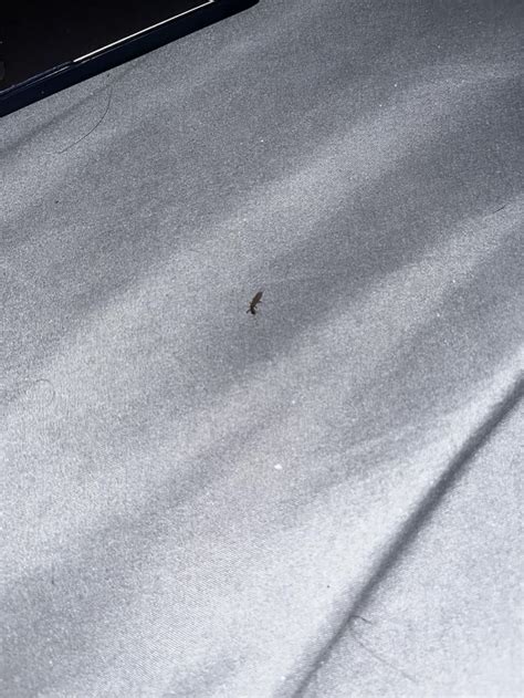 Possible Termite Rwhatsthisbug