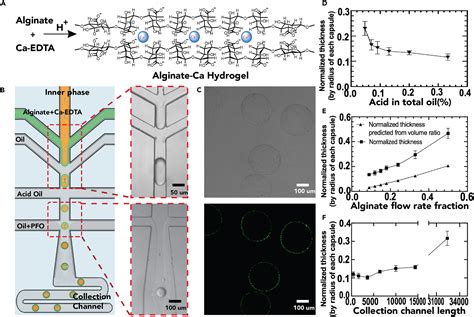 Stiff Hydrogel Encapsulation Retains Mesenchymal Stem Cell Stemness For Regenerative Medicine