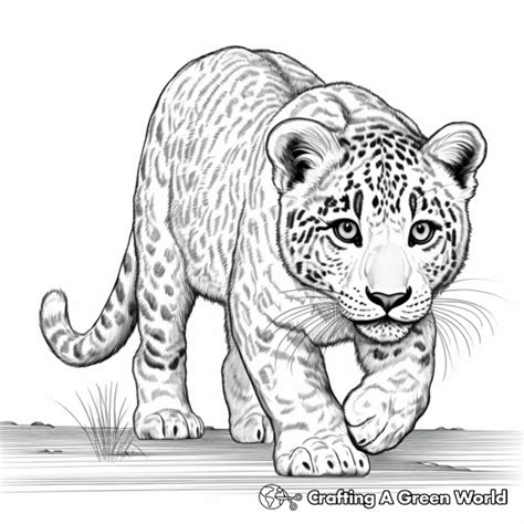 Snow Leopard Coloring Pages Free And Printable