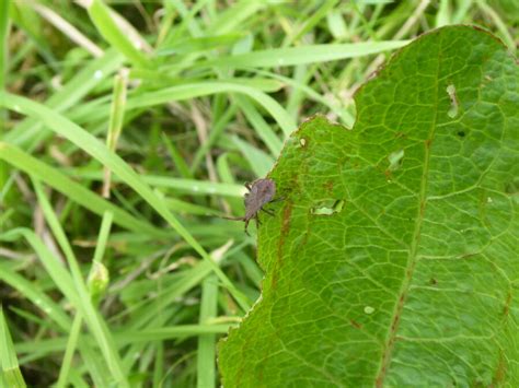 Hairy Shield Bug Dock Bug And Tortoise Bug A Year In The Valley