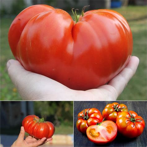 Tomato Beefsteak Seeds