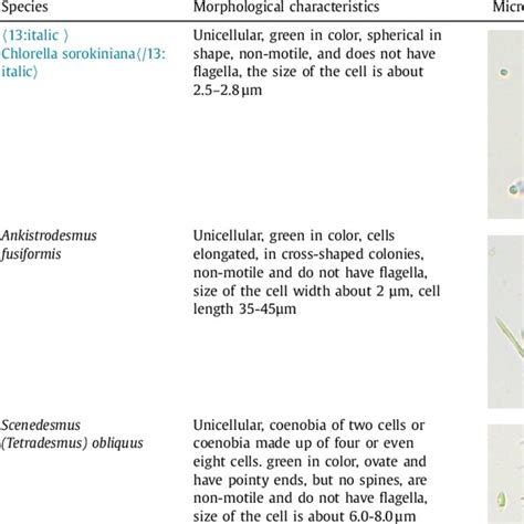 Morphological Observation Of Microalgae Isolated From Freshwater