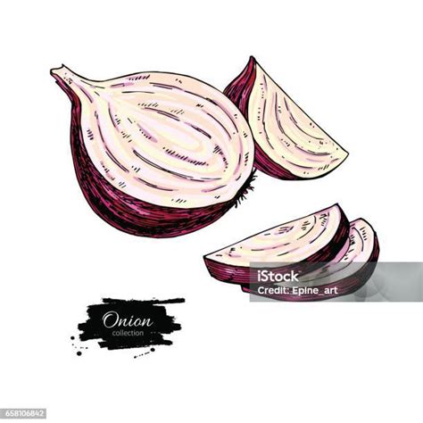 빨간 양파 손으로 그려 벡터 일러스트 레이 션 야채 고립 된 개체입니다 반 및 컷아웃 양파에 대한 스톡 벡터 아트 및 기타 이미지 양파 가득 찬 건강한 식생활