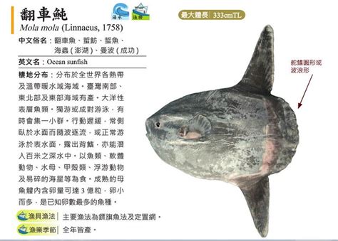 台灣翻車魚有幾種？ 最新水產圖鑑教你輕鬆認魚永續海洋 環境資訊中心