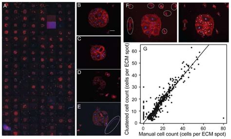 Spot Identification And Quality Control In Cell Based Microarrays Abstract Europe Pmc