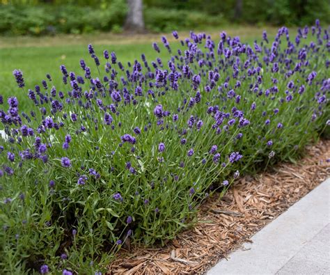 Best Lavender Varieties 14 Fragrant Picks For Every Garden Homes And