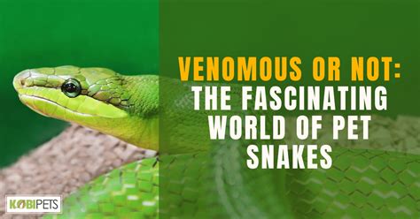 Venomous Or Not The Fascinating World Of Pet Snakes Kobi Pets