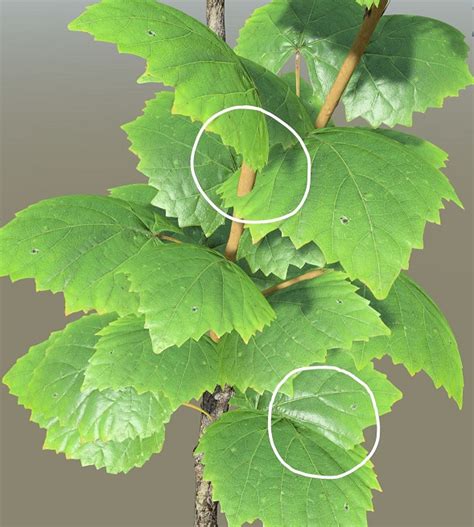 Leaf Collision