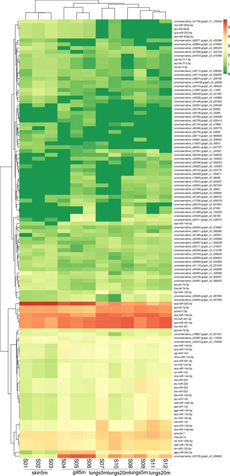 Hierarchical Cluster Analysis Of Differentially Expressed Mirnas In The
