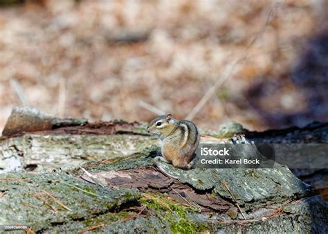 The Eastern Chipmunk A Series Of Photos From Different Locations And