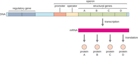 Solved The Basic Structure Of An Operon Is Shown A Given