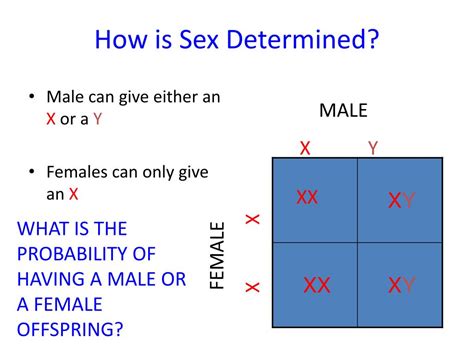 Ppt Introduction To Linked Genes And Sex Linkage H Biology Ms Kim