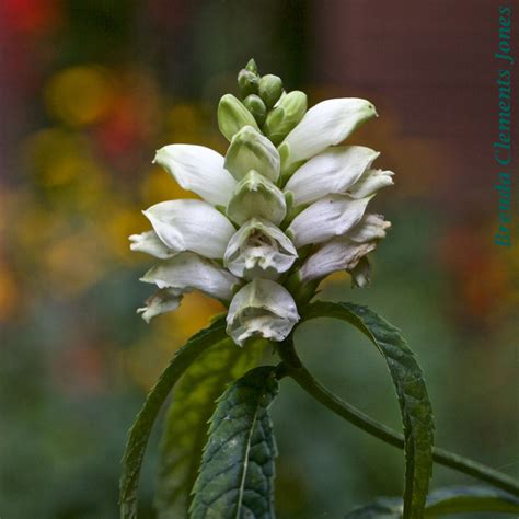 White Turtlehead