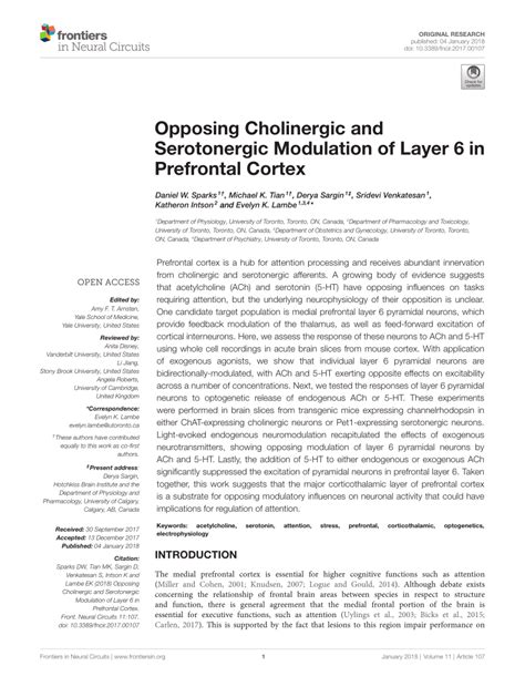 Pdf Opposing Cholinergic And Serotonergic Modulation Of Layer 6 In Prefrontal Cortex