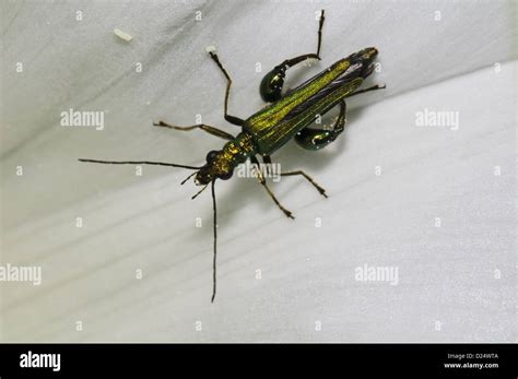 Dick Legged Flower Beetle Oedemera Nobilis Männchen Mit Weißen