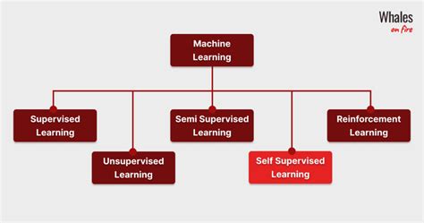 self supervised learning a comprehensive guide whales on fire