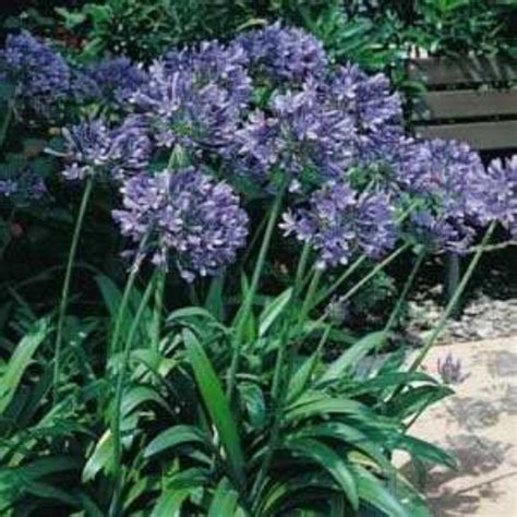 Lily Of The Nile Seeds Agapanthus African Blue Lily Flower Seed