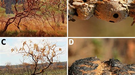 Bacteria In Worm Guts Reveal A Hidden Weapon Against Infection